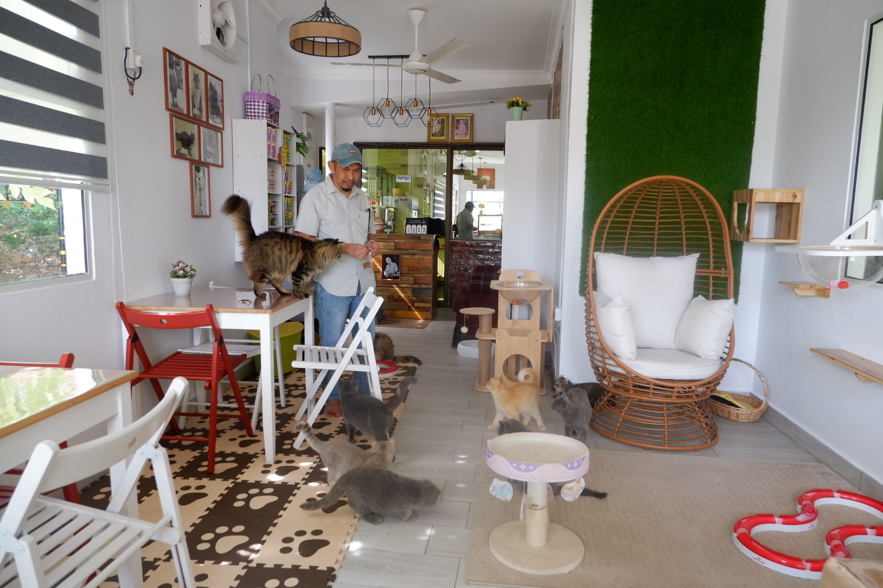 Uncle Cat Cafe: Creating a cosy space for cats and chats - The Bruneian