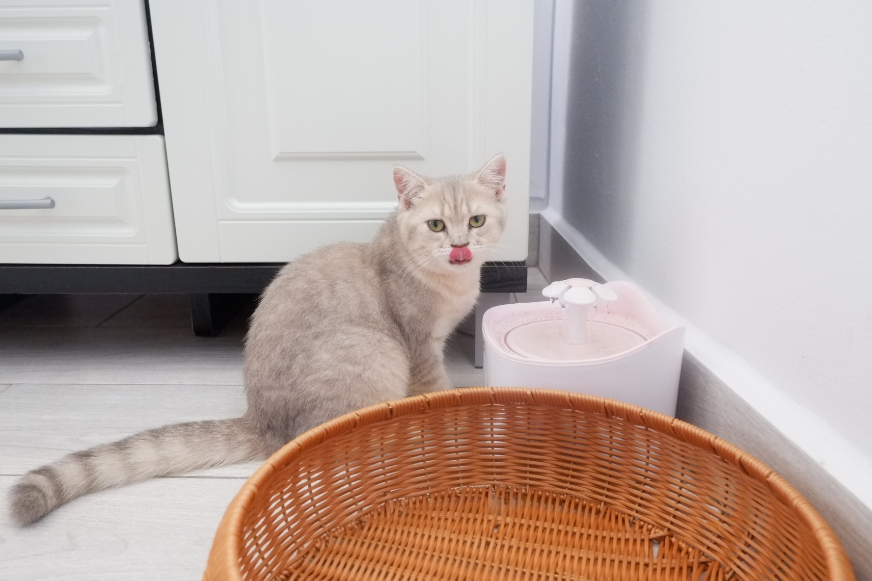 Uncle Cat Cafe: Creating a cosy space for cats and chats - The Bruneian